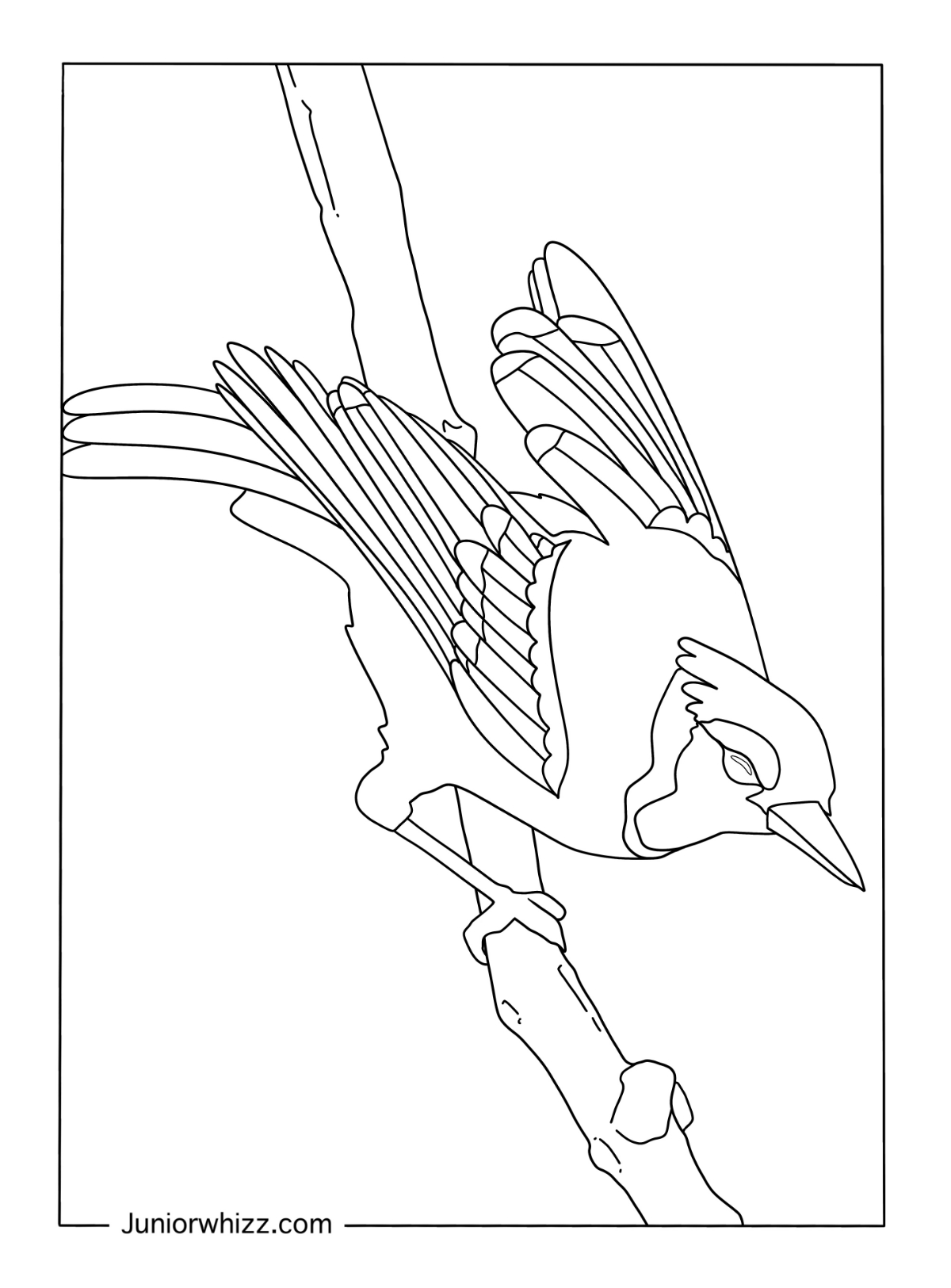 Blue Jay Coloring Pages (12 Free Printable PDFs)