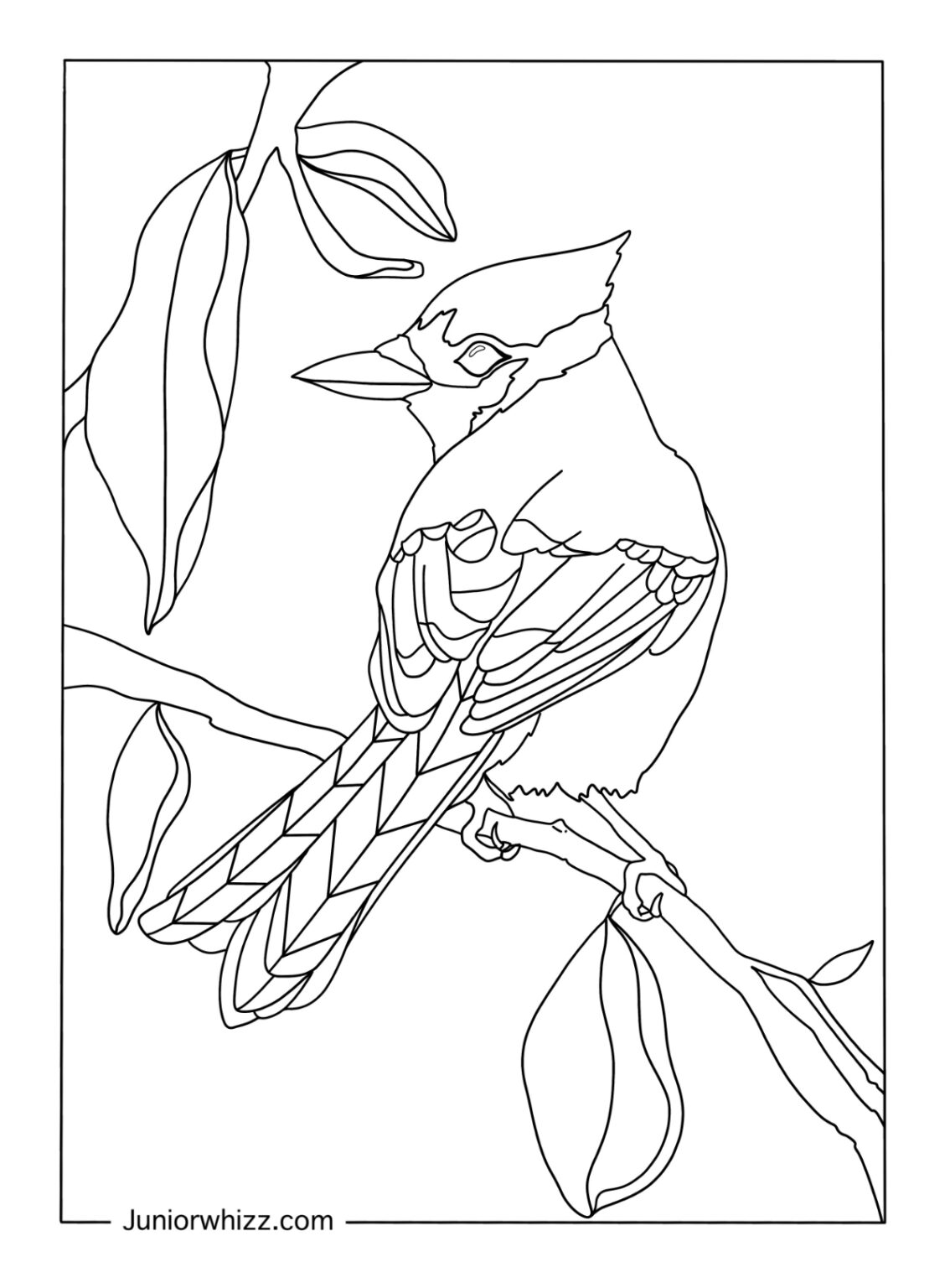 Blue Jay Coloring Pages (12 Free Printable PDFs)