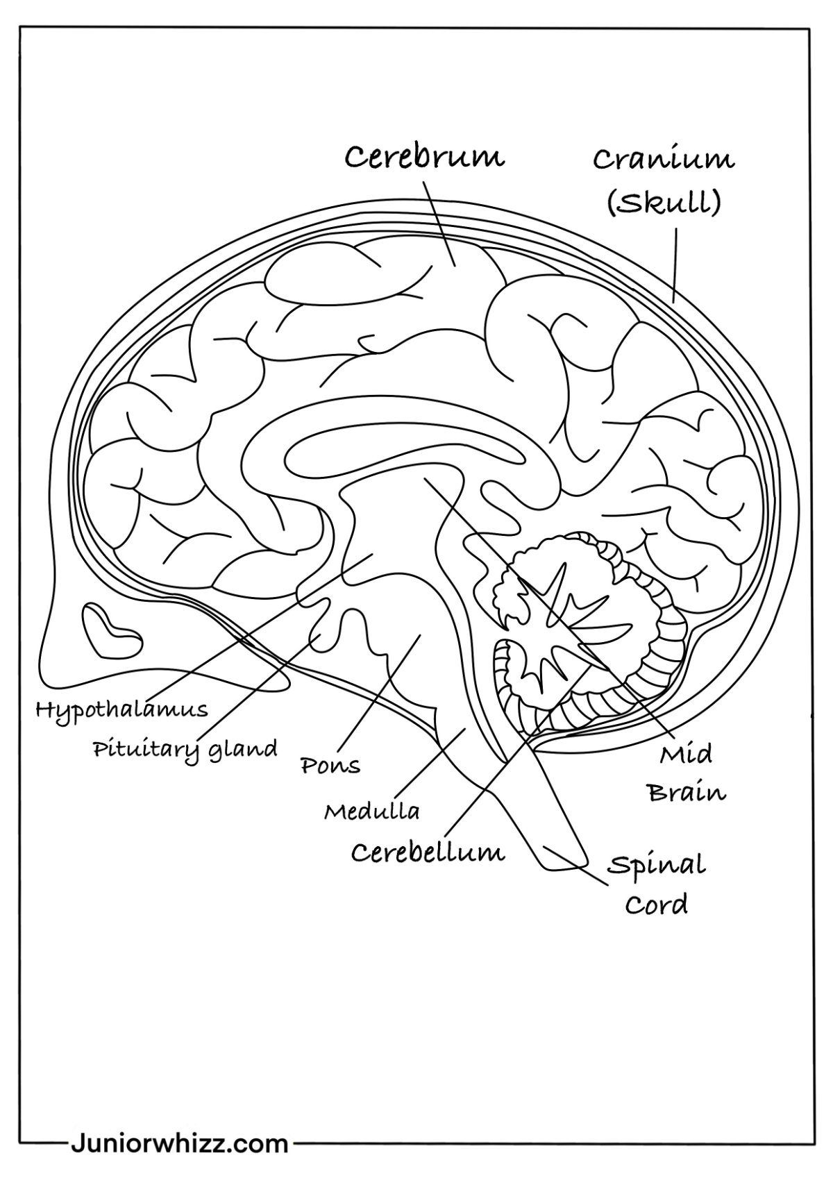 Human Brain Coloring Pages with Book (12 Printable PDF)
